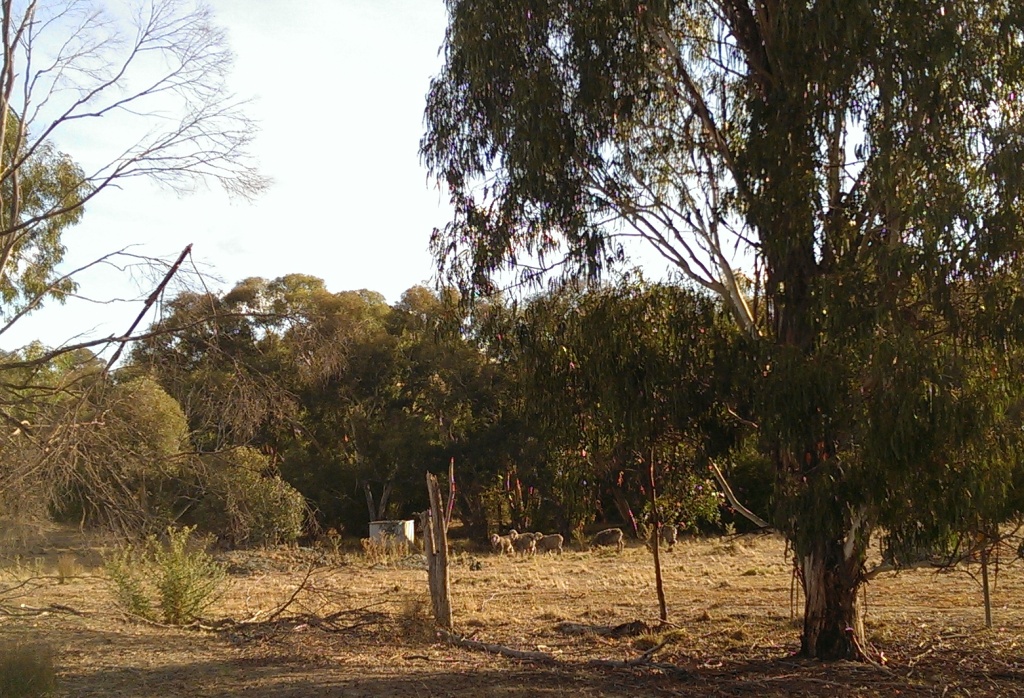 Beautiful Bookham, New South Wales – Scoreboard pressure