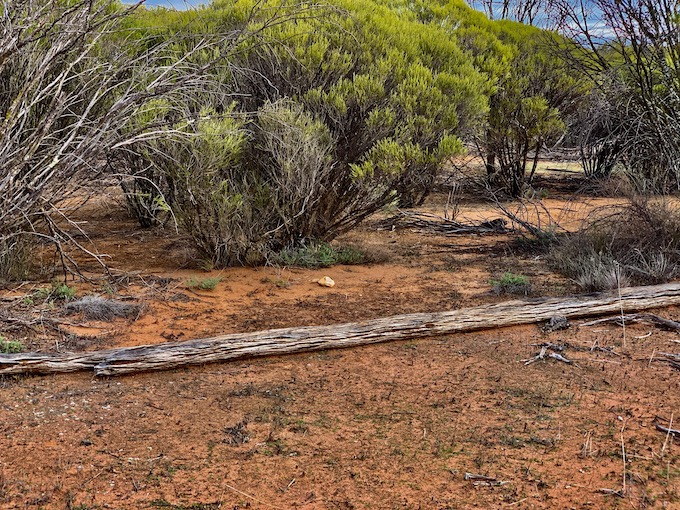 Buntine, Western Australia – Scoreboard pressure
